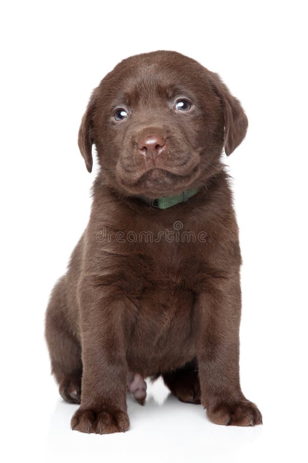 Brown Labrador puppy stock photo. Image of chocolate - 10584232