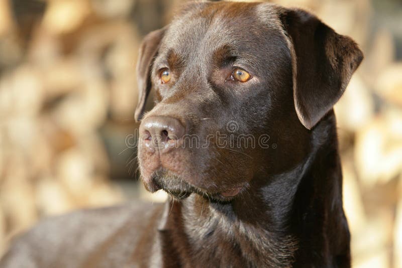 Wise and Intelligent Looking Chocolate Labrador Stock Photo - Image of ...