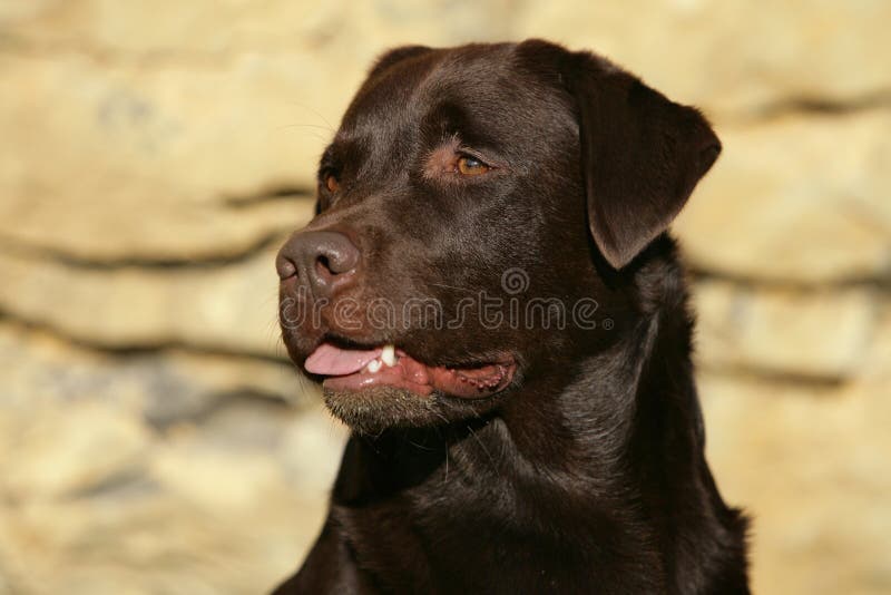 Brown Labrador Retriever Dog Stock Image - Image of hunt, cool: 17539643