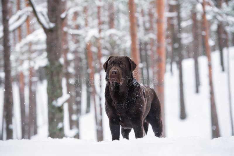 Brown Labrador Retriever Dog Outdoors in Winter Stock Photo - Image of ...