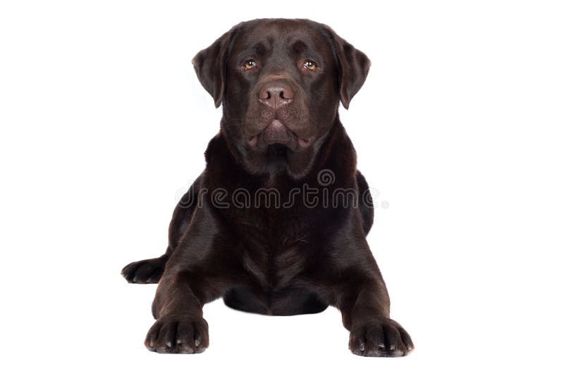 Black Labrador Retriever Puppy Stock Photo - Image of labrador, breed ...
