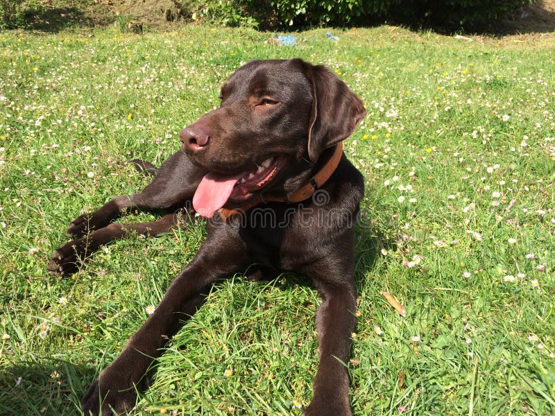 Brown labrador retriever stock photo. Image of retriever - 57578066