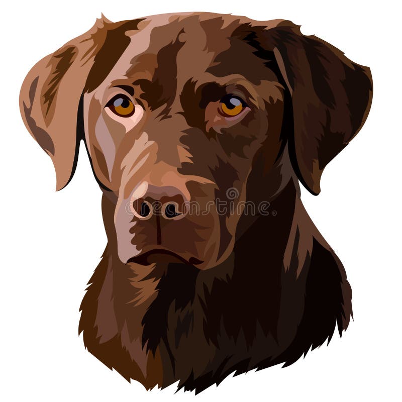 Brown Labrador Retriever Head Vector Illustration Stock Vector ...