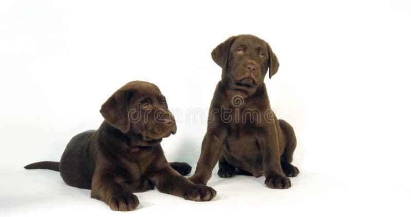 Brown Labrador Retriever, Puppies on White Background, Normandy Stock ...