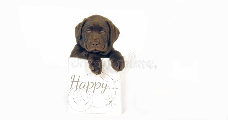 Brown Labrador Retriever, Puppy Standing in a Gift Box on White ...