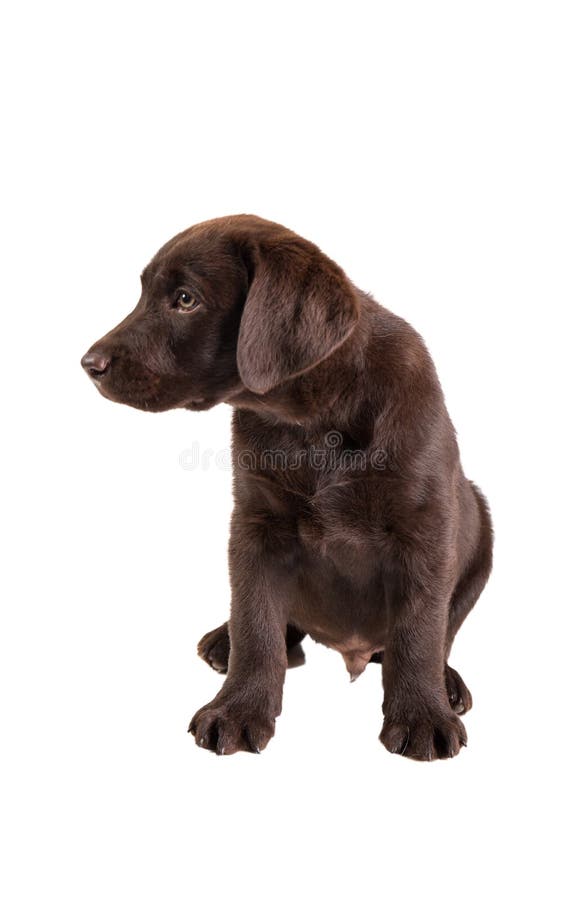 Brown Labrador Retriever Puppy Stock Image - Image of close, adorable ...