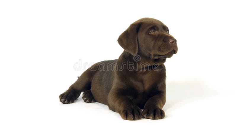 Brown Labrador Retriever, Puppy on White Background, Normandy Stock ...