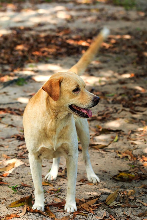 Brown Labrador Retriever stock image. Image of doggy - 45382679