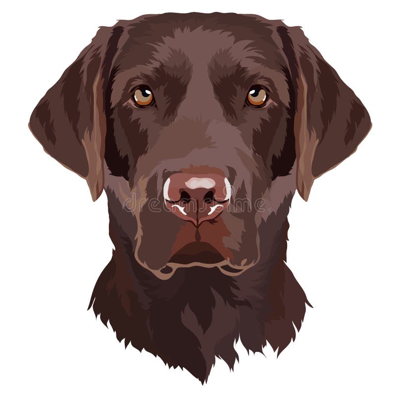 Brown Labrador Retriever Vector Illustration Stock Vector ...