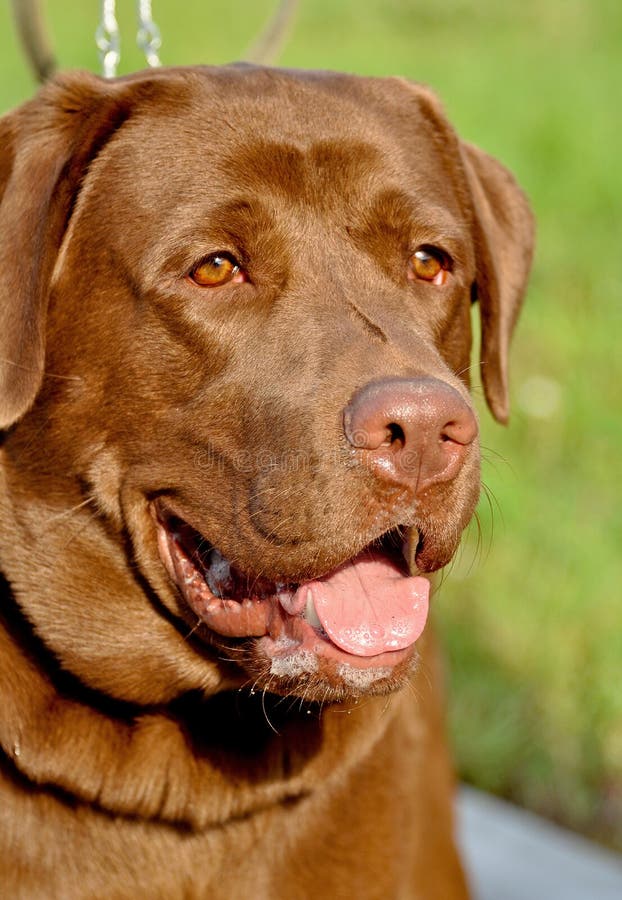 Brown Labrador Retriever stock photo. Image of grass - 34045384