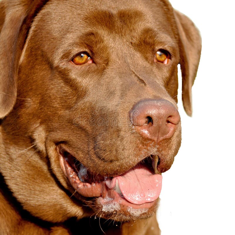 Brown Labrador Retriever stock photo. Image of golden - 36801304
