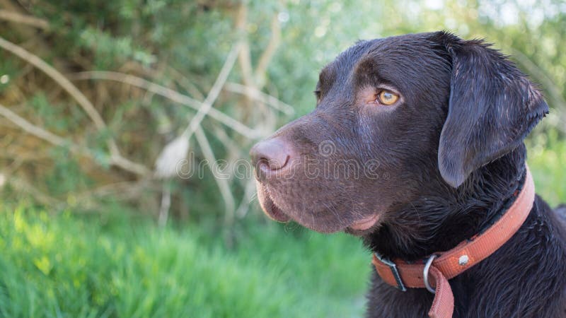 Brown labrador retriever stock image. Image of outdoors - 57578335