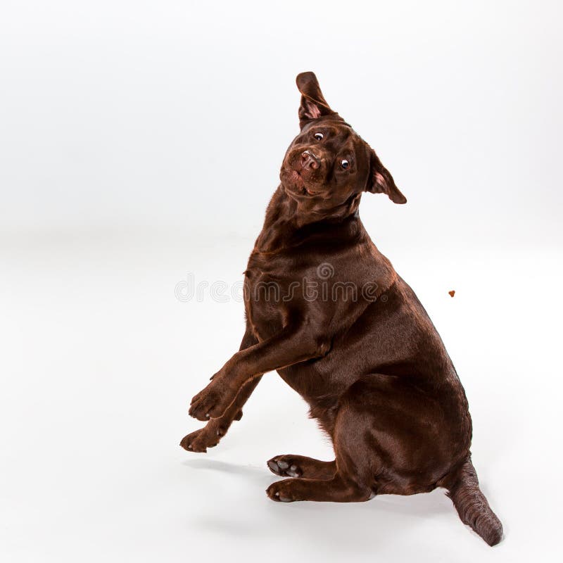 The Brown Labrador Retriever on White Stock Image - Image of jumping ...