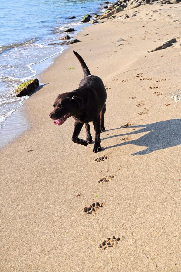 Brown Labrador Running on the Beach Stock Photo - Image of purebred ...