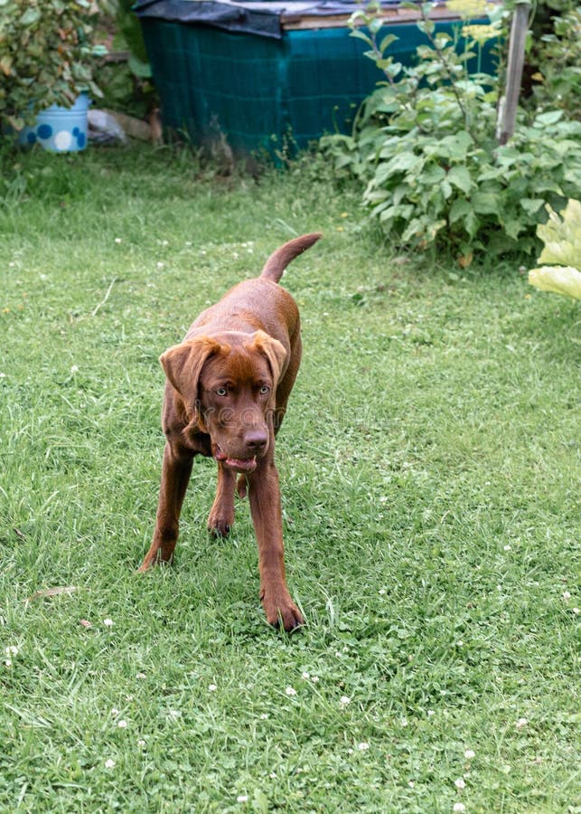 Brown Labrador Running on the Lawn Stock Photo - Image of outdoor, cute ...