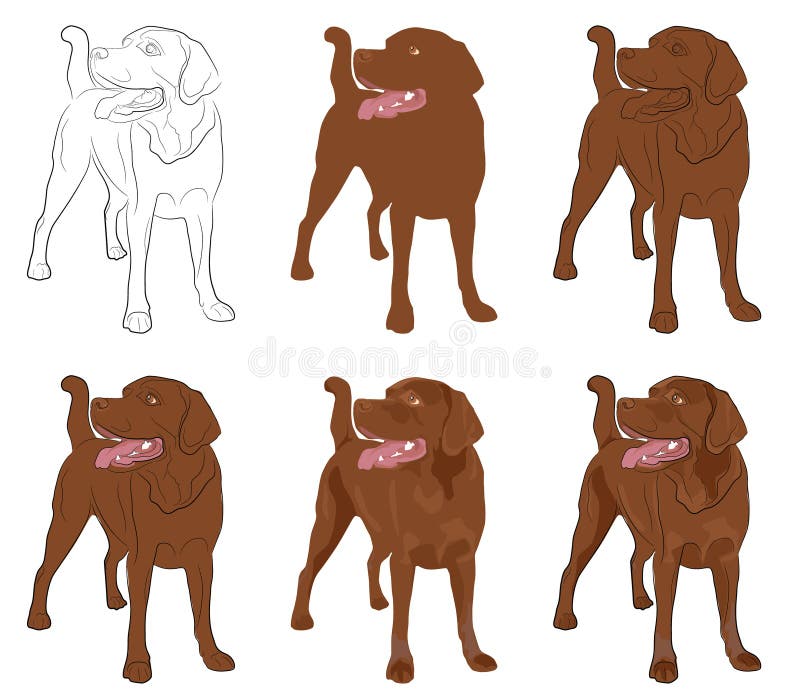 Brown Labrador, Several Options for Drawing, on a White Background ...