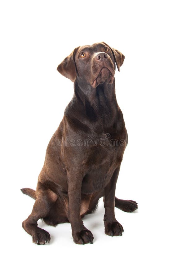 Labrador Dog Sitting in Field Stock Image - Image of health, breed ...