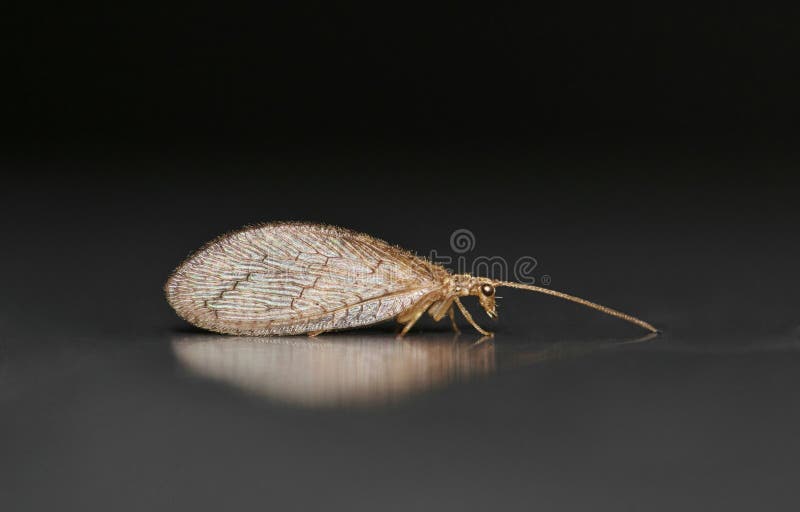 Brown Lacewing Insect (Chrysoperla Rufilabris) Centered on a Flat Shiny ...