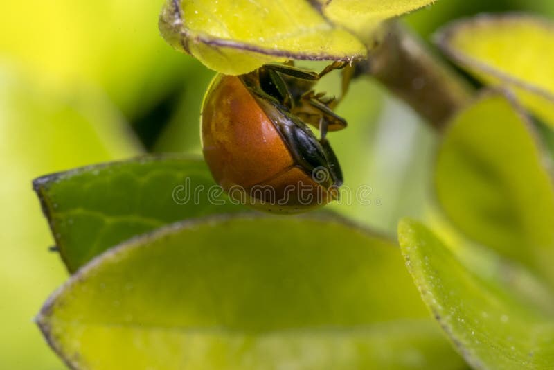 Brown Lady Bug on Some Leaves Stock Photo - Image of nature, ladybug ...