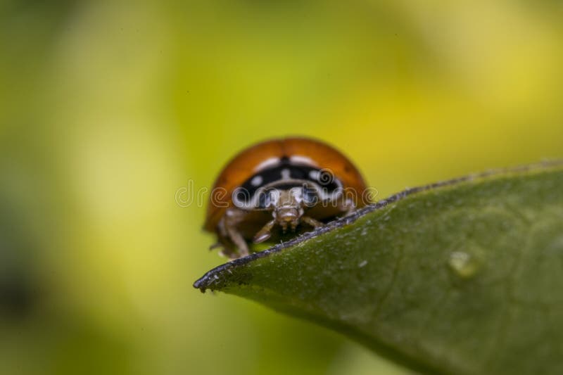 Brown Lady Bug on Some Leaves Stock Image - Image of ladybeetle ...