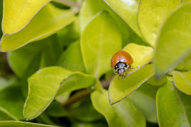 Brown Lady Bug on Some Leaves Stock Photo - Image of nature, ladybug ...