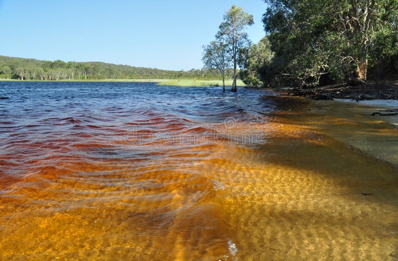 Brown Lake stock image. Image of water, freshwater, clean - 12049231