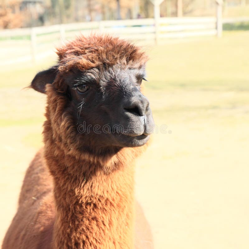 Brown Llama Standing on Ground Stock Image - Image of llama, standing ...
