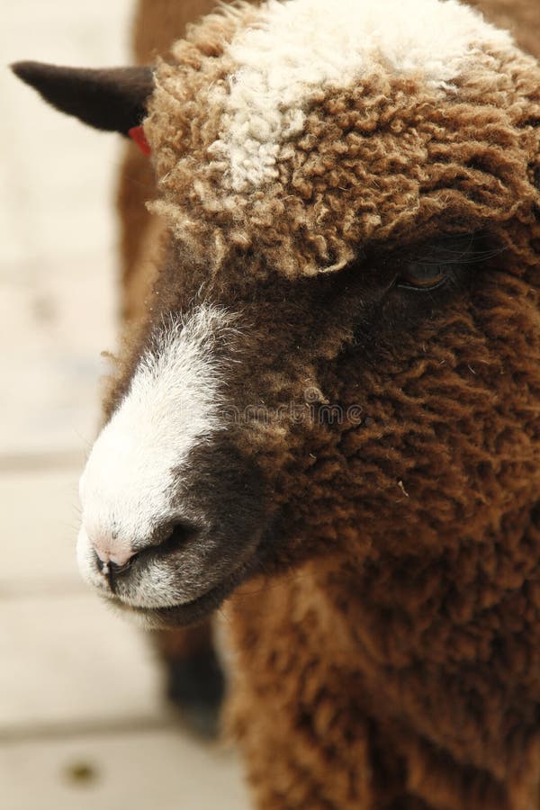 Wooly lamb stock image. Image of corralled, farming, feeding - 19434673