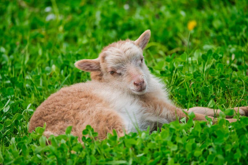 Brown Lamb is Lying on a Green Meadow Stock Image - Image of cute ...