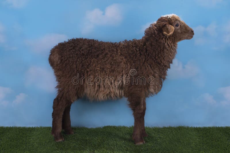 Brown Lamb stock image. Image of farm, domestic, lamb - 20824875