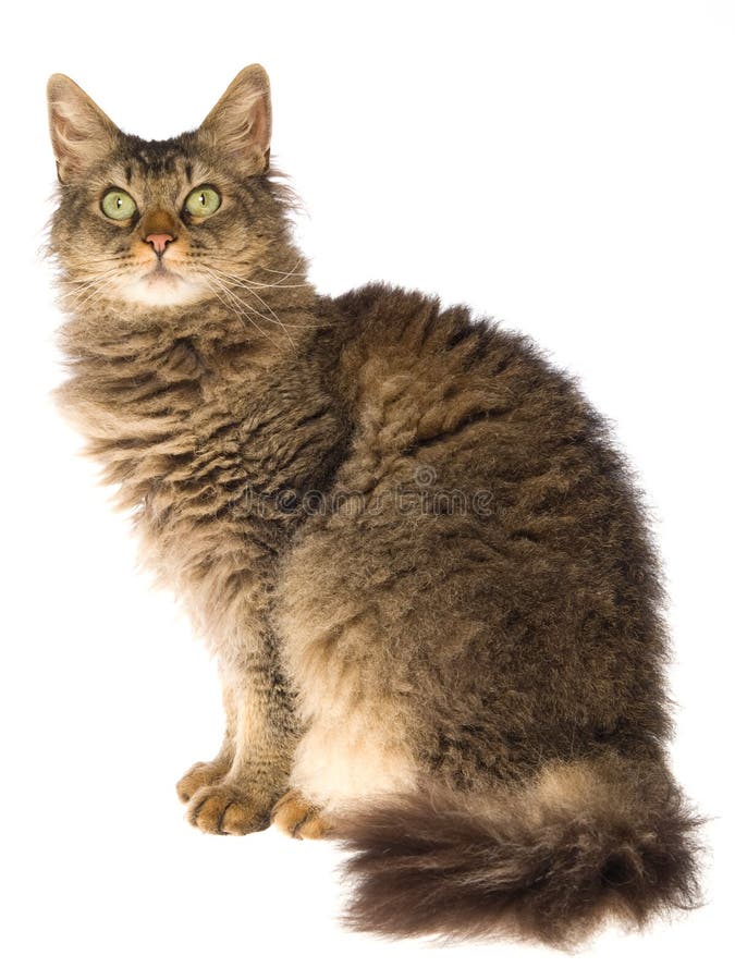 La Perm Cat on White Background Stock Image - Image of frizzed, cats ...