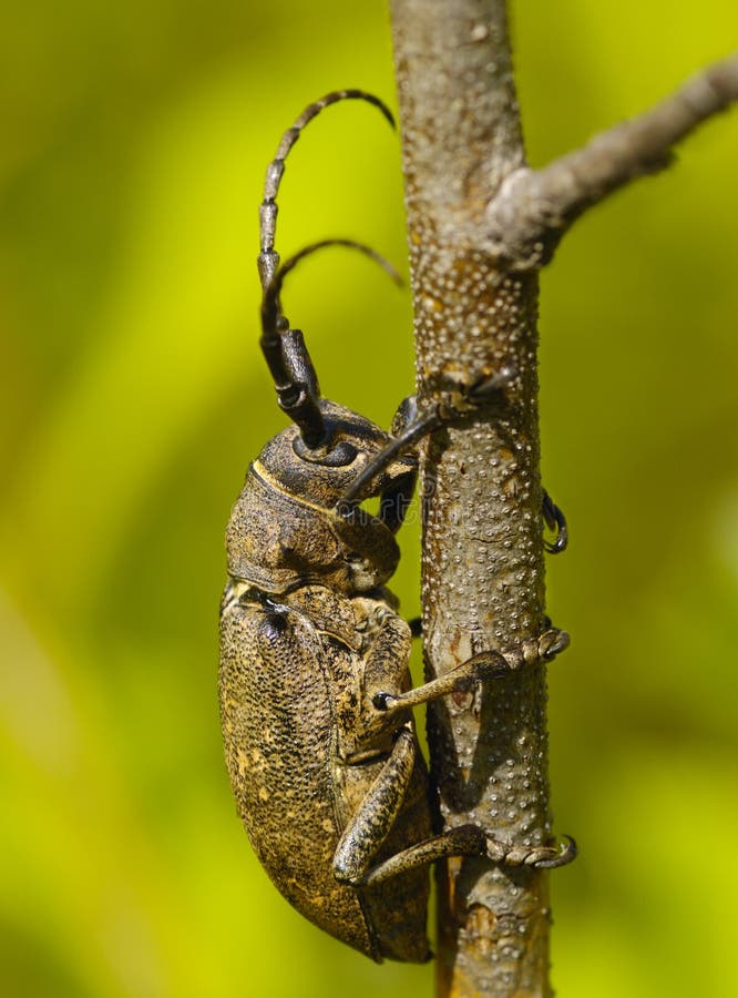 Brown Large Bug on a Branch Stock Photo - Image of mustache, brown ...