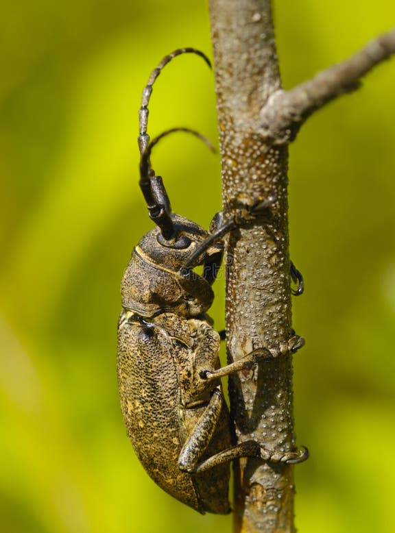 Brown Large Bug on a Branch Stock Image - Image of bush, mustache: 20972893