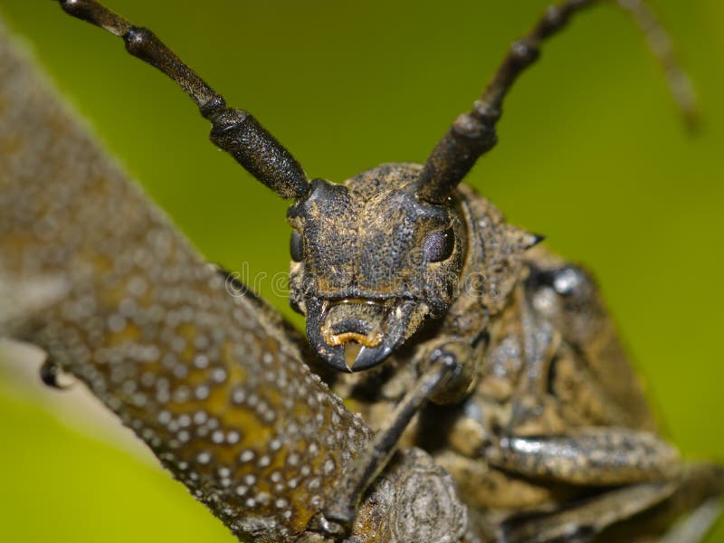 Brown Large Bug on a Branch Stock Photo - Image of mustache, brown ...