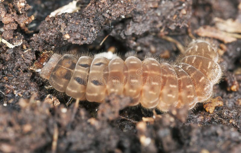 Brown larvae stock photo. Image of animal, color, larva - 19063842