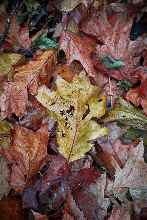 Brown Leaf with Autumn Colors in Autumn Season Stock Image - Image of ...