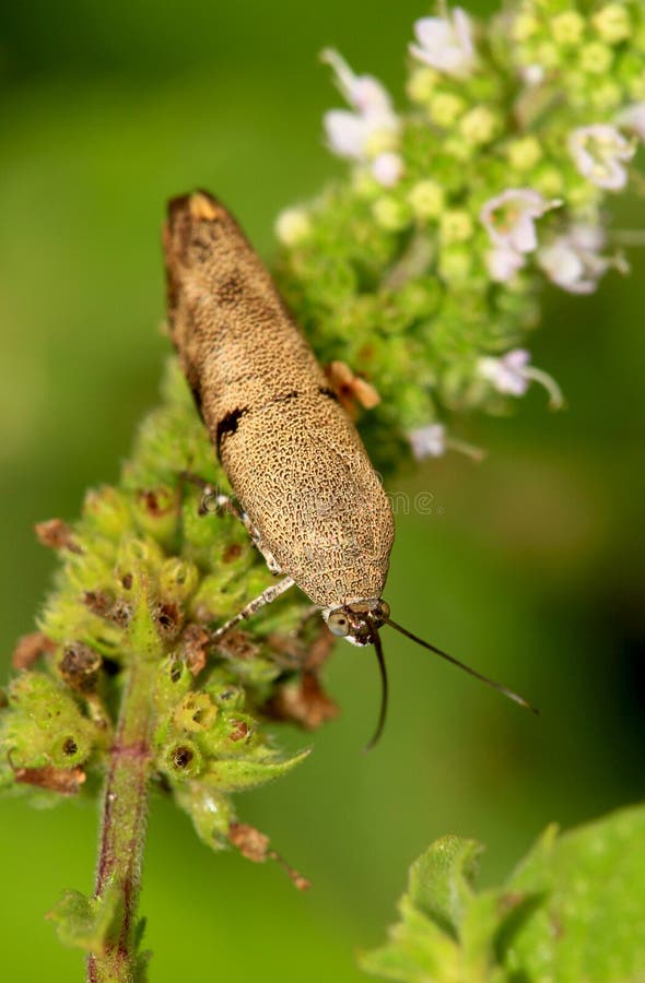 Brown leaf bug stock image. Image of macro, closeup, green - 26027041
