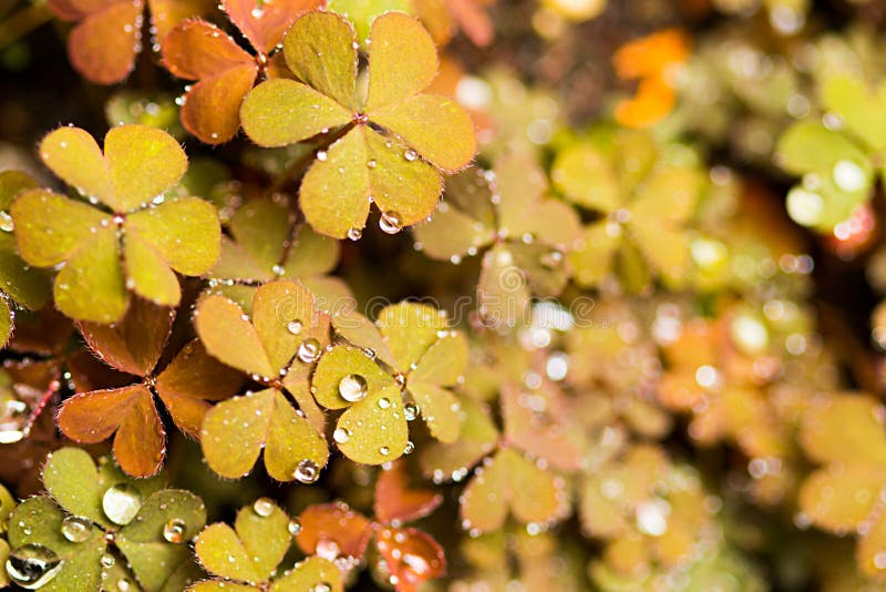 Brown leaf clover stock image. Image of luck, large, color - 40293263