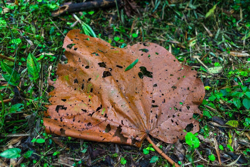 Brown leaf in decay stock image. Image of close, background - 82913975