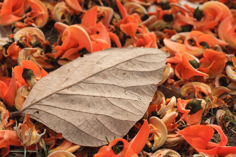 Brown leaf falling stock image. Image of agriculture - 70374905