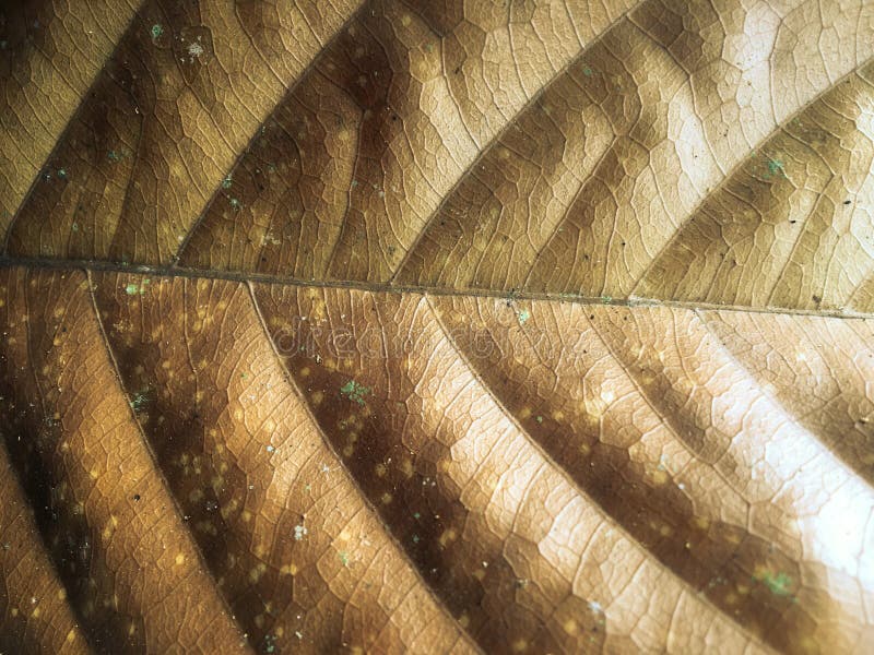 Brown Leaf in the Forest Background,close Up View Stock Image - Image ...