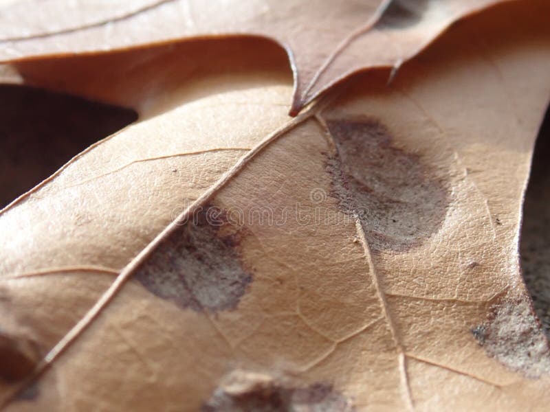 Brown leaf in golden hour stock image. Image of hour - 104886223