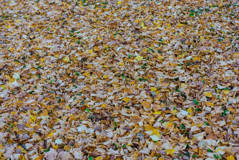 Brown Leaf on the Ground in Autumn Fall Season Pattern Structure ...