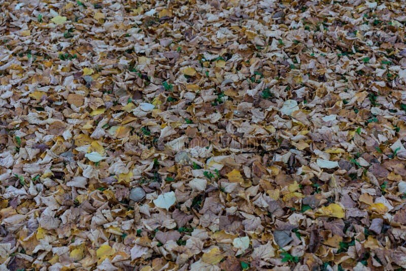 Brown Leaf on the Ground in Autumn Fall Season Pattern Structure ...
