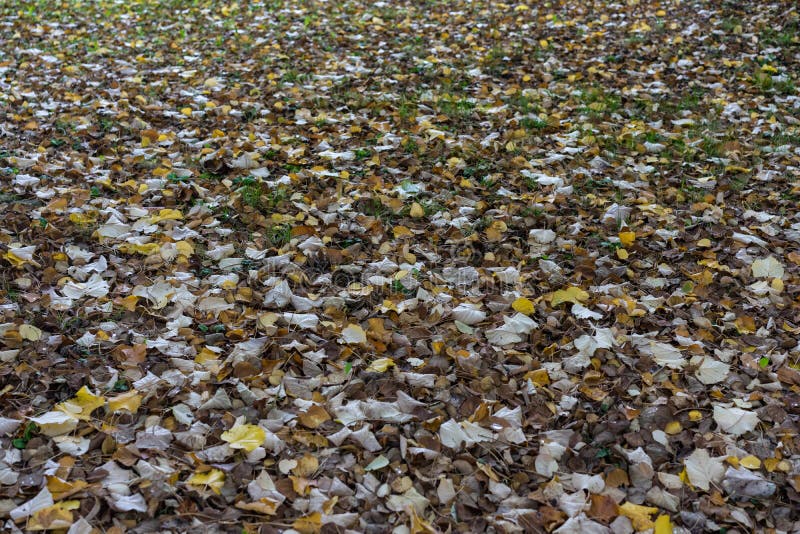 Brown Leaf on the Ground in Autumn Fall Season Pattern Structure ...