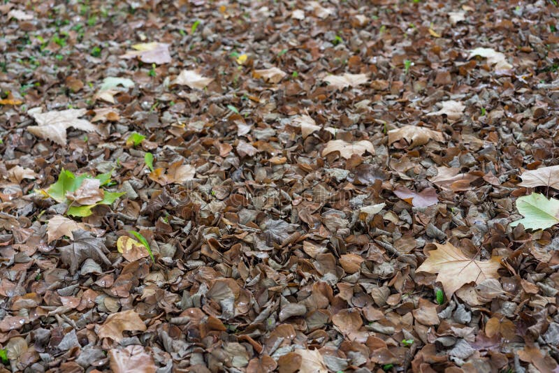 Brown Leaf on the Ground in Autumn Fall Season Pattern Structure ...