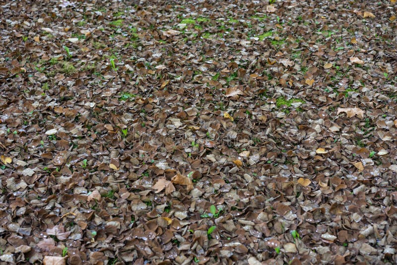 Brown Leaf on the Ground in Autumn Fall Season Pattern Structure ...