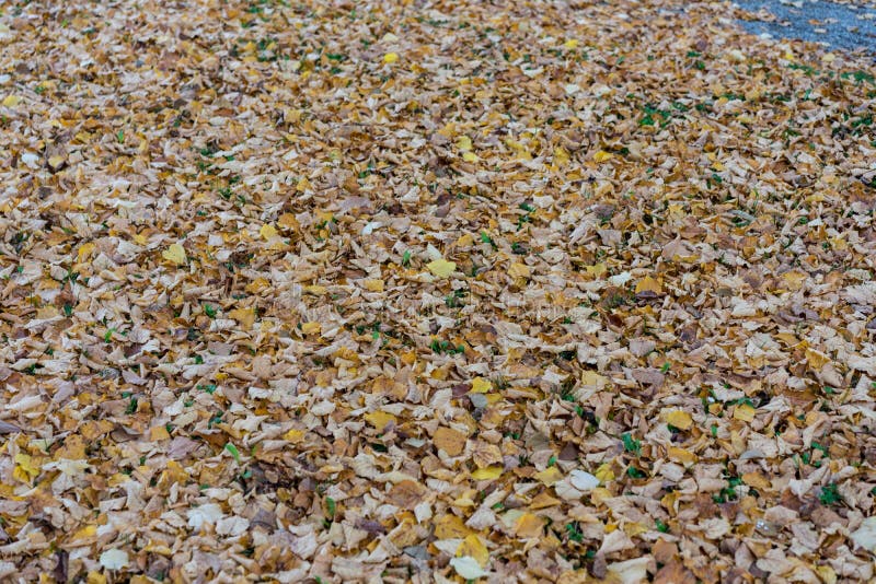 Brown Leaf on the Ground in Autumn Fall Season Pattern Structure ...