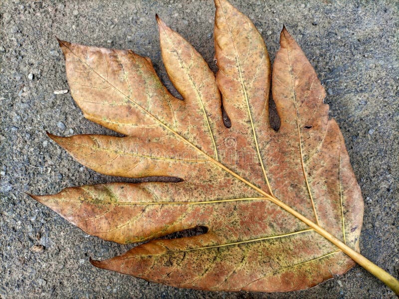 Brown Leaf on the Ground Surface. Large Dry Leaf Above the Ground Stock ...