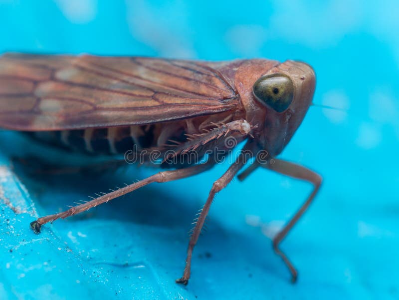 Brown plant hopper stock image. Image of brown, compound - 14409493